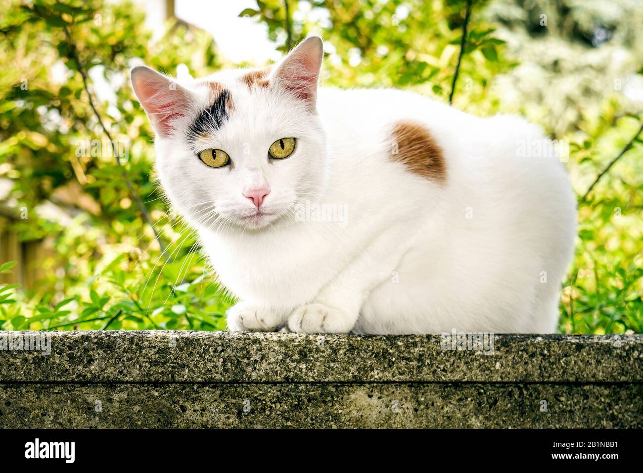 Gefleckte Katze Stockfotos und -bilder Kaufen - Alamy