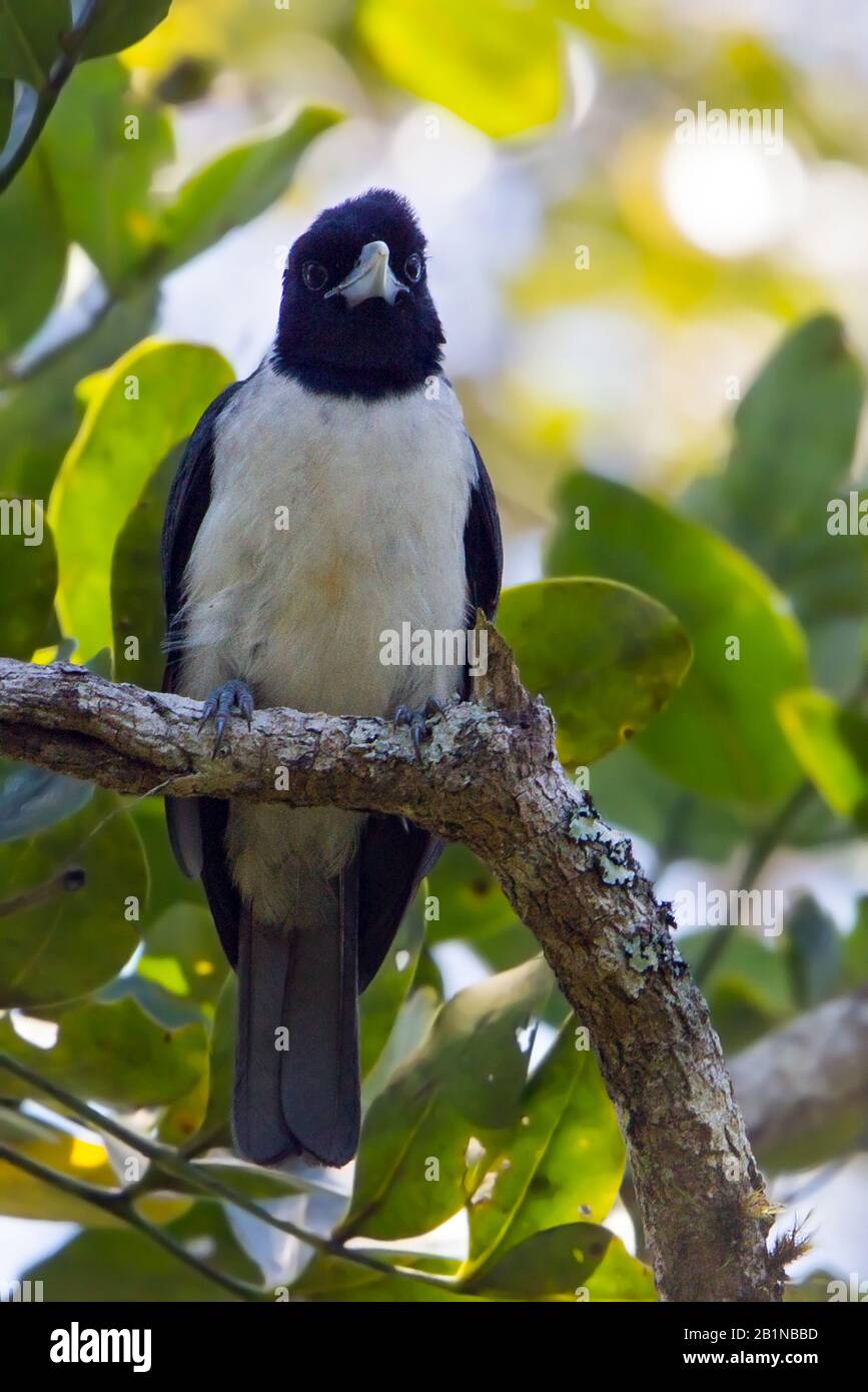 Xenopirostris polleni -Fotos und -Bildmaterial in hoher Auflösung – Alamy
