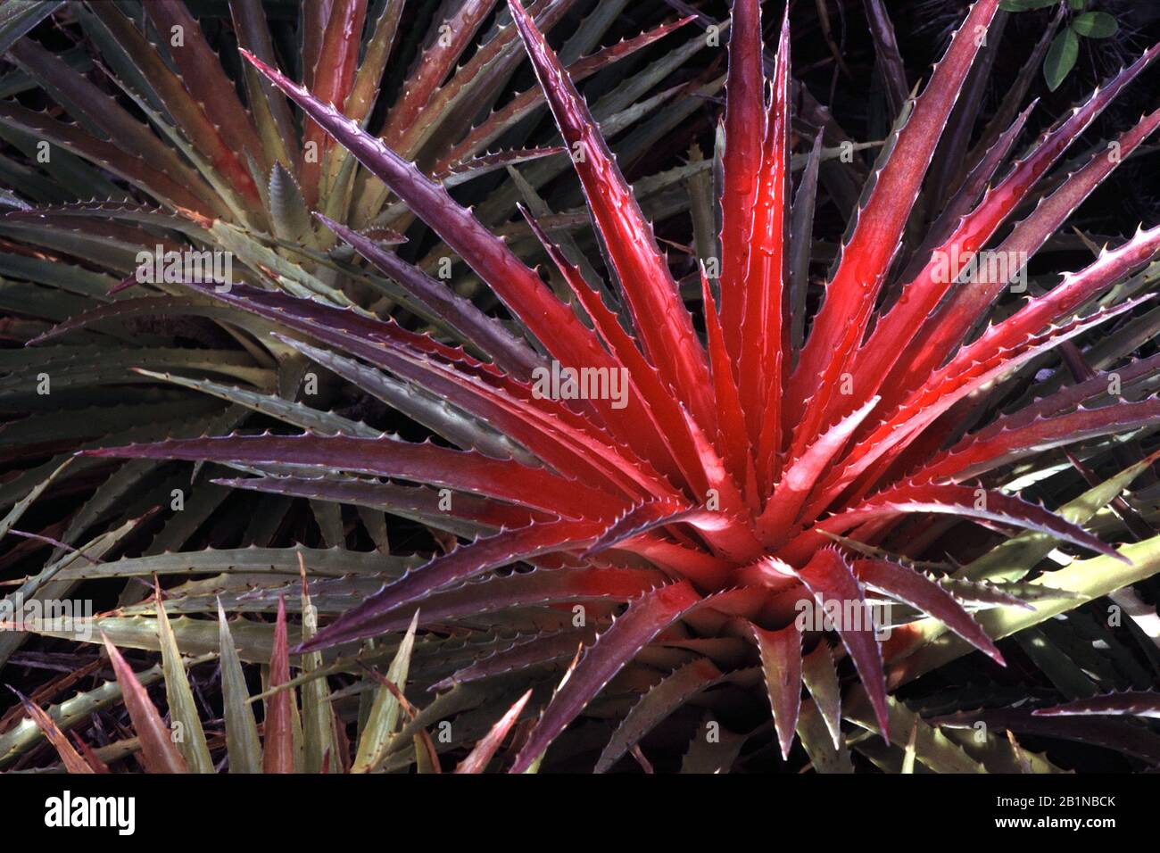 Bromelia humilis -Fotos und -Bildmaterial in hoher Auflösung – Alamy