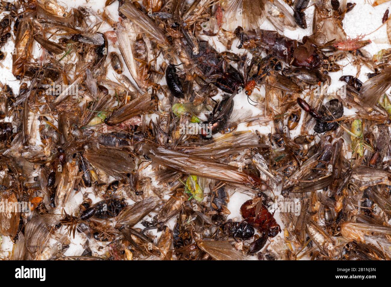 Das problem der insekten -Fotos und -Bildmaterial in hoher Auflösung ...