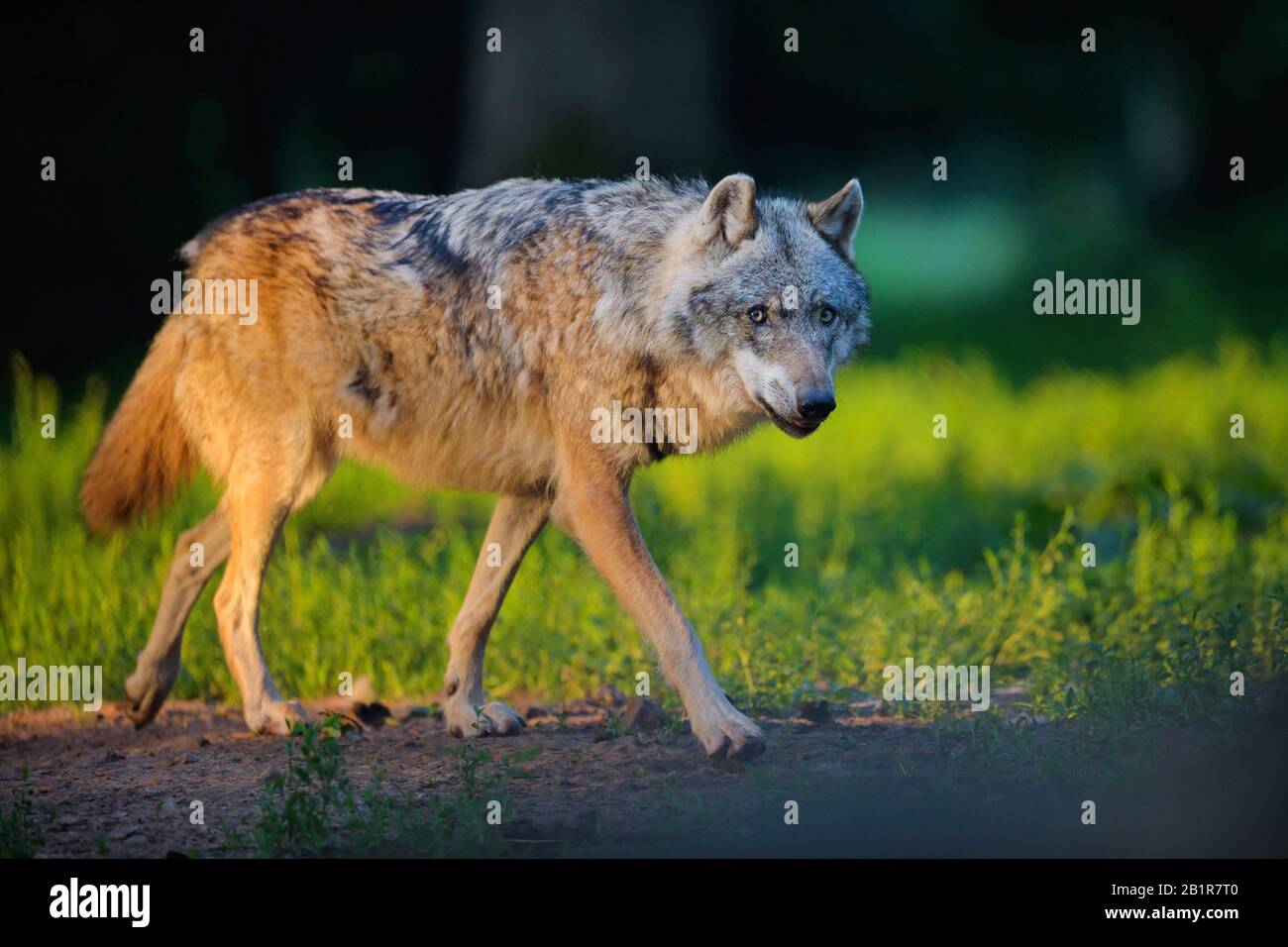 Deutscher Wolf Stockfotos und -bilder Kaufen - Alamy