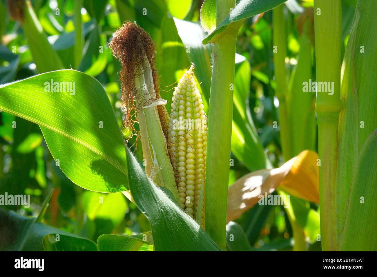 Sweet Corn Growing Stalk Stockfotos und -bilder Kaufen - Alamy