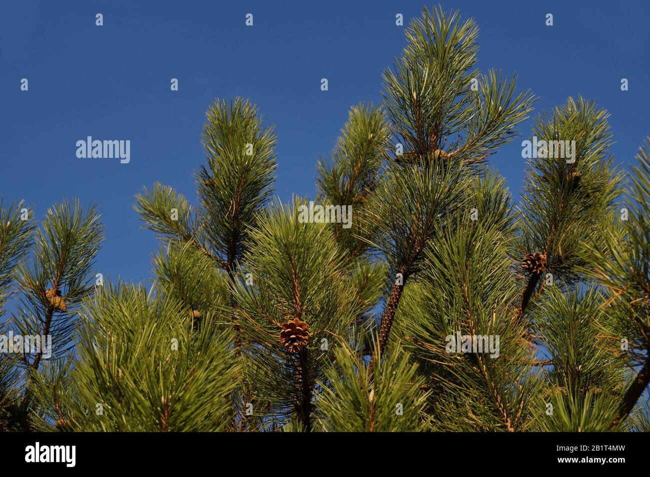 Schwarzer kiefernwald pinus nigra -Fotos und -Bildmaterial in hoher ...
