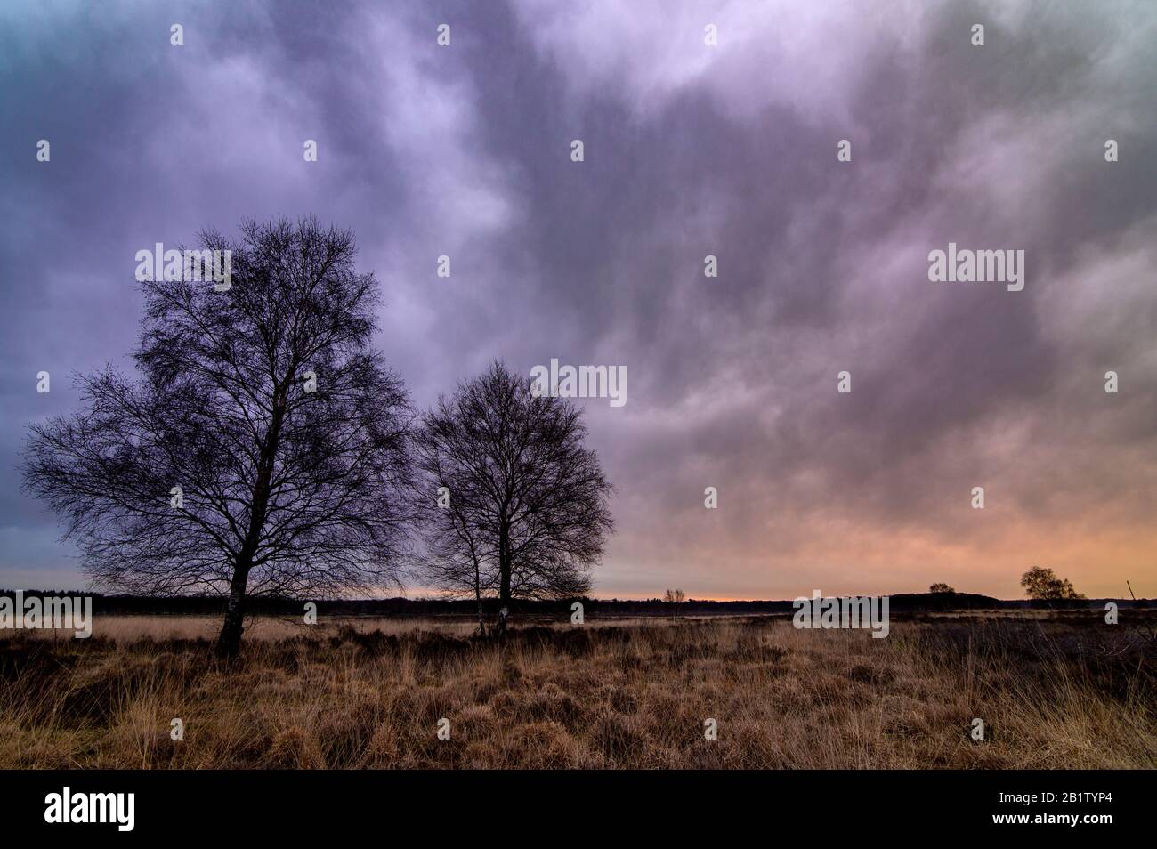 Regenwolken bei Sonnenaufgang über einem Heidefeld mit zwei Birken ...