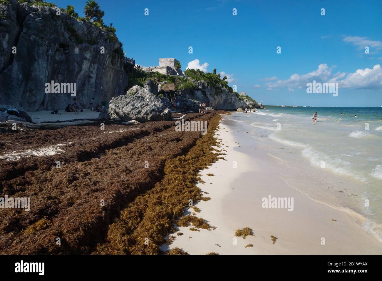 Große Mengen brauner Sargasum-Salgen-Algen am Klippenstrand von Tulum ...