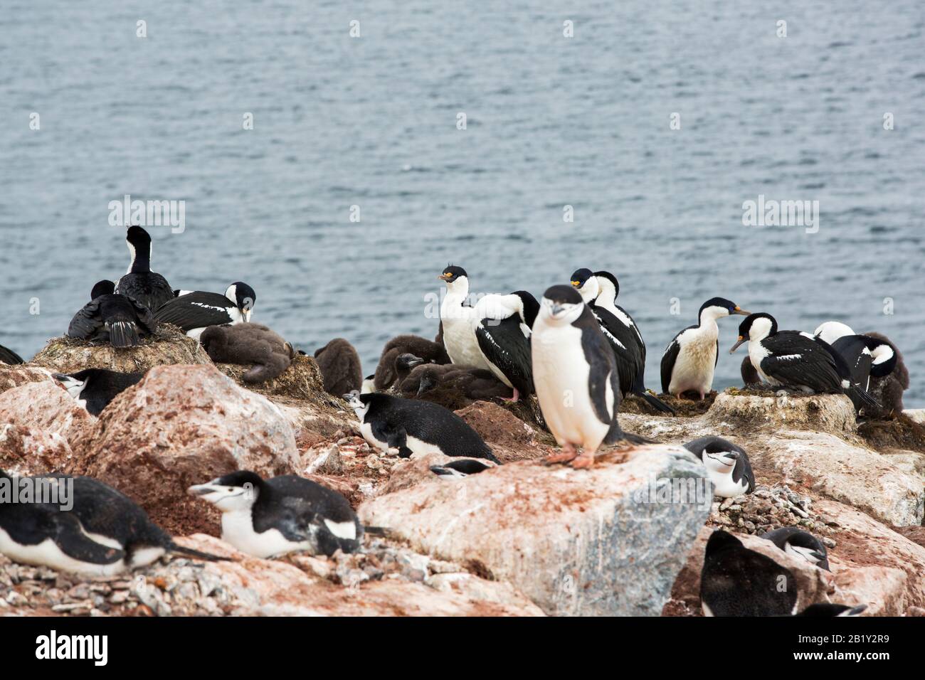 Chinstrap Penguin, Pygoscelis antarcticus und Antarktis Shag ...