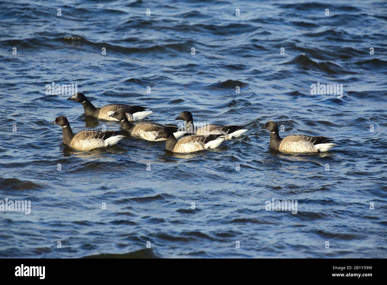 Rassen in der tundra -Fotos und -Bildmaterial in hoher Auflösung – Alamy