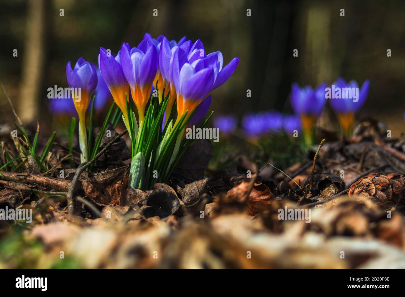 Wilder Krokus Stockfotos und -bilder Kaufen - Alamy