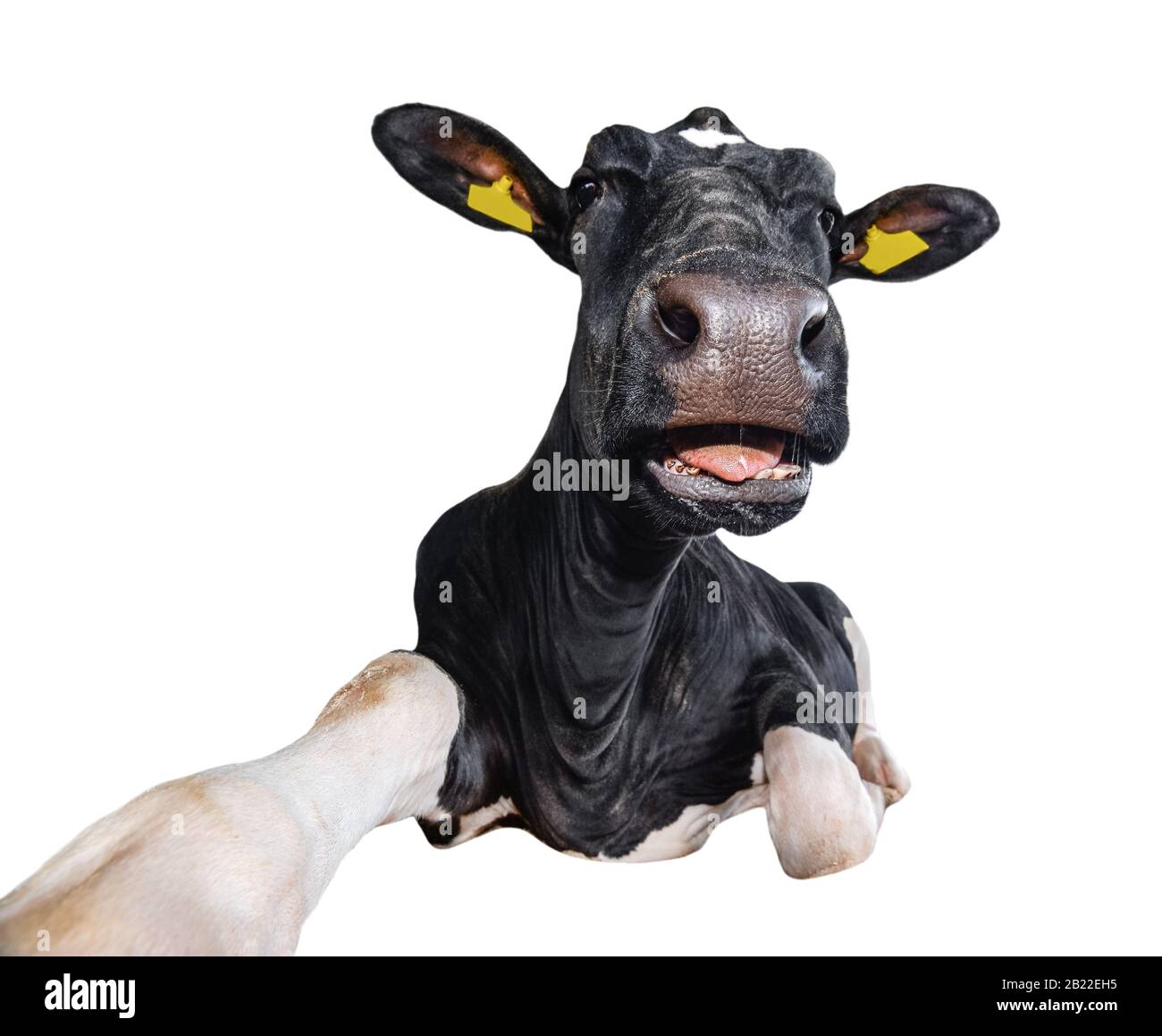 Lustige Kuh liegt isoliert auf weißem Hintergrund. Schwarz-weiße Kuh ... Lustige Kuh liegt isoliert auf weißem Hintergrund. Schwarz-weiße Kuh ...
