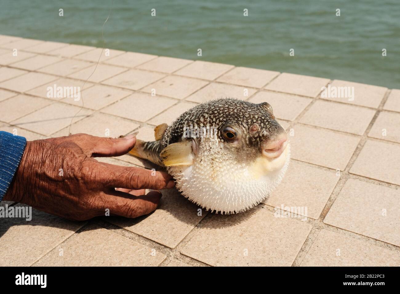 Fugu fish -Fotos und -Bildmaterial in hoher Auflösung – Alamy