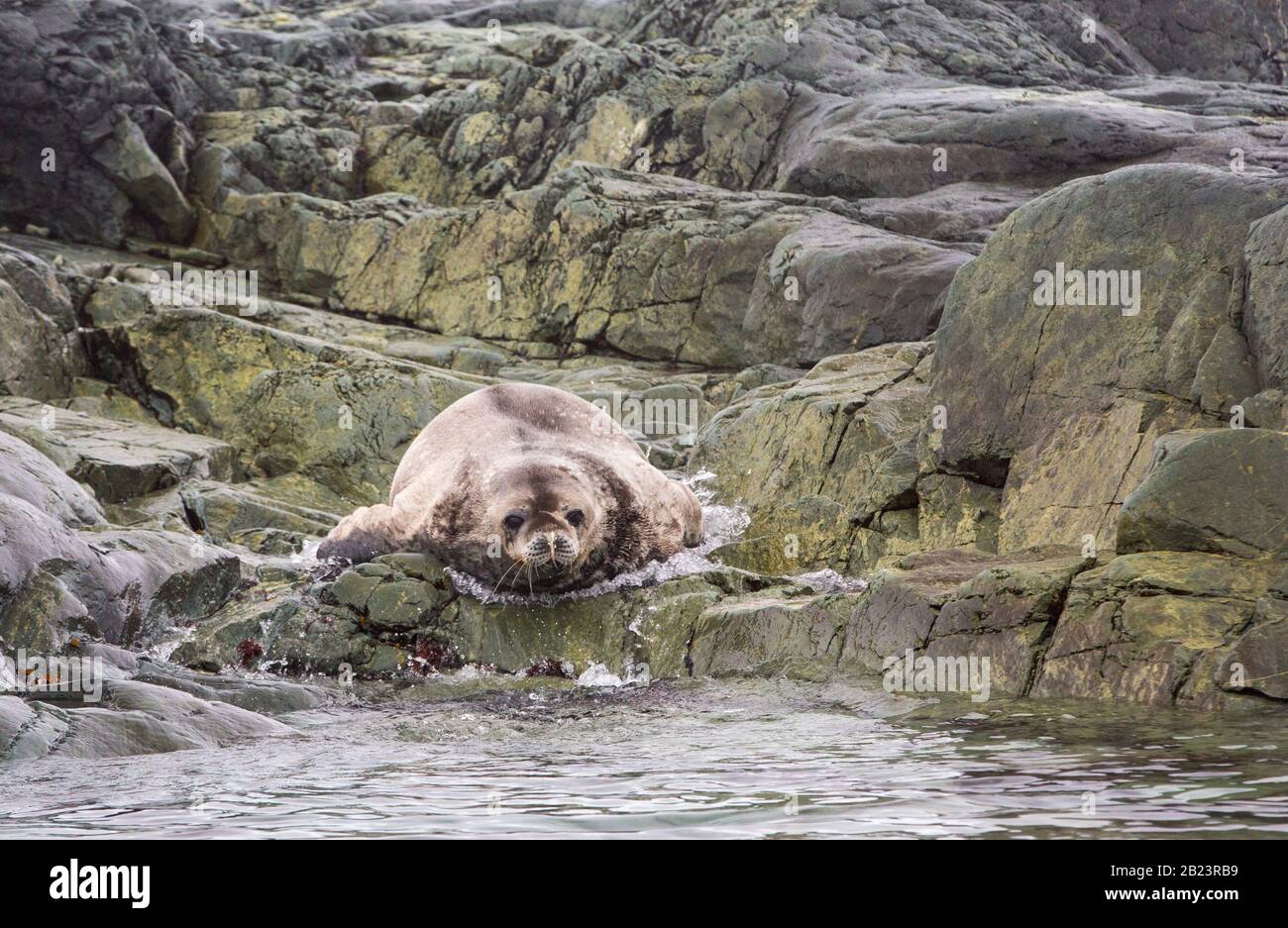 Foyn harbour -Fotos und -Bildmaterial in hoher Auflösung – Alamy