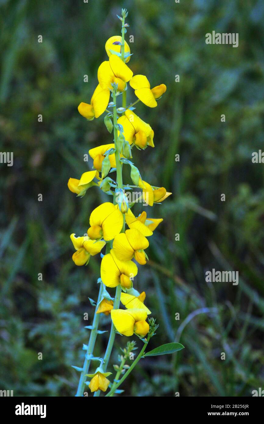 Gelbes feld von wildblumen -Fotos und -Bildmaterial in hoher Auflösung ...