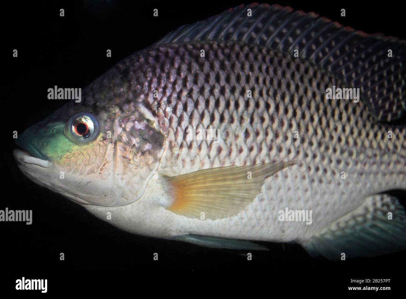 Tilapia fish africa -Fotos und -Bildmaterial in hoher Auflösung – Alamy