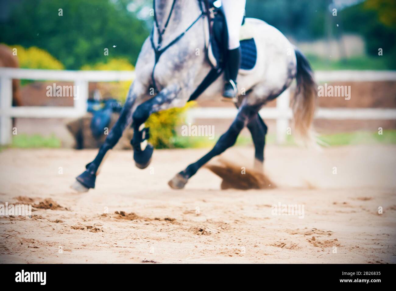 Ein bild von einem galoppierenden pferd -Fotos und -Bildmaterial in hoher Auflösung – Alamy