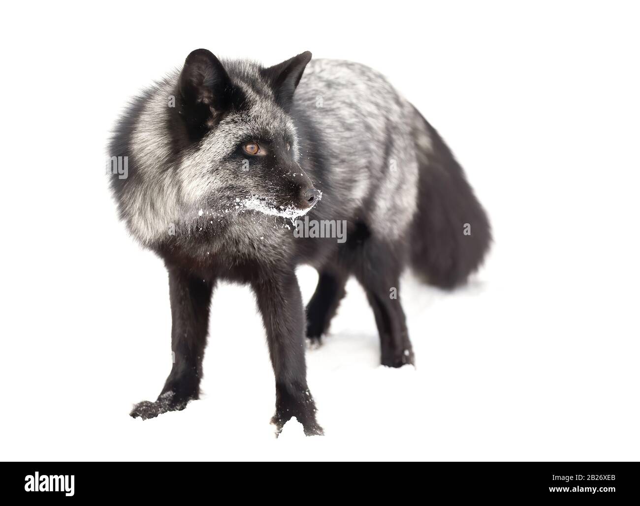 Fuchs rotfuchs tier list tier im wald Ausgeschnittene Stockfotos und ...