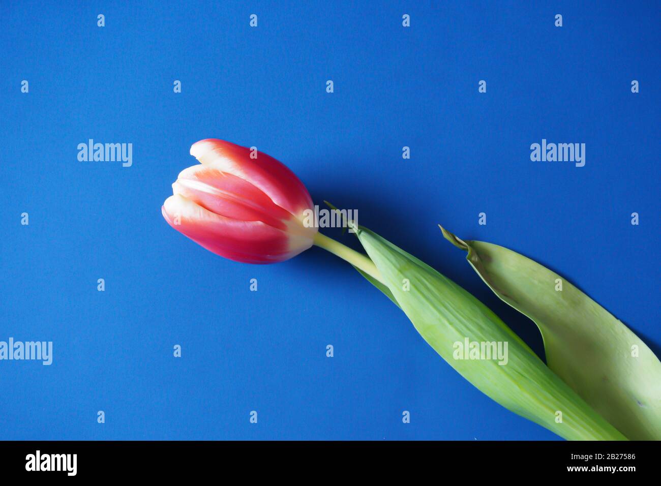 Tulpe Von Oben