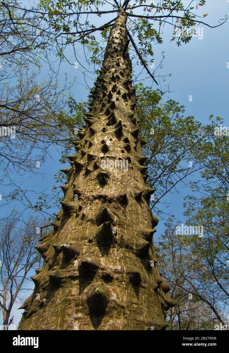 Rohini fluss wald -Fotos und -Bildmaterial in hoher Auflösung – Alamy