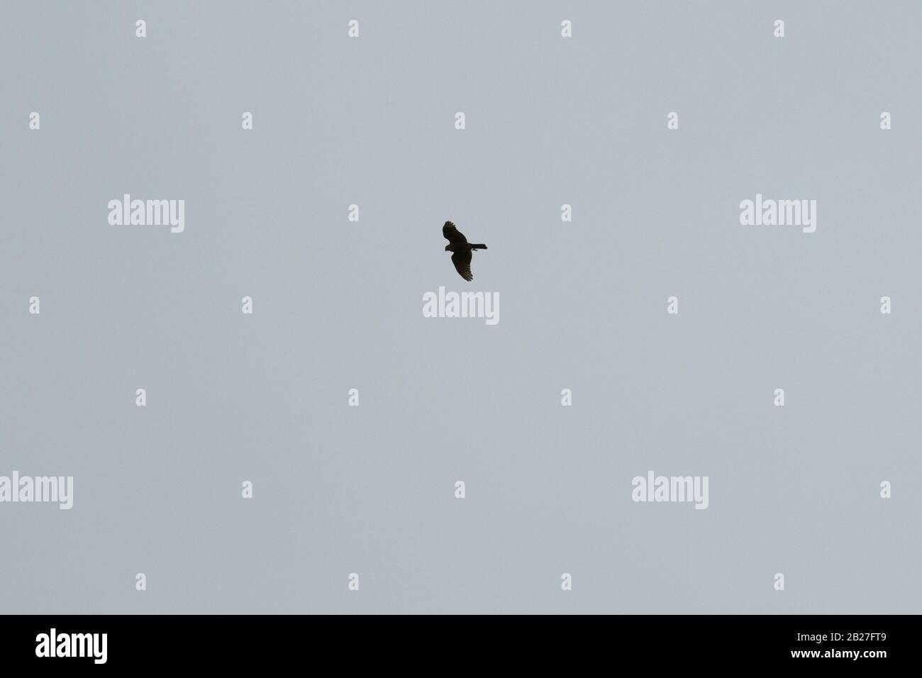 Habicht Mit Beute Stockfotos und -bilder Kaufen - Alamy