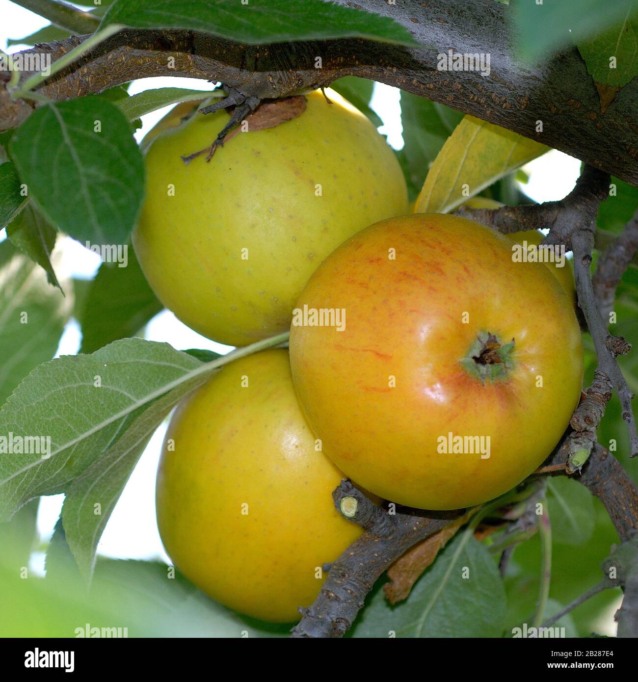 Apfel Goldparmane Kaufen