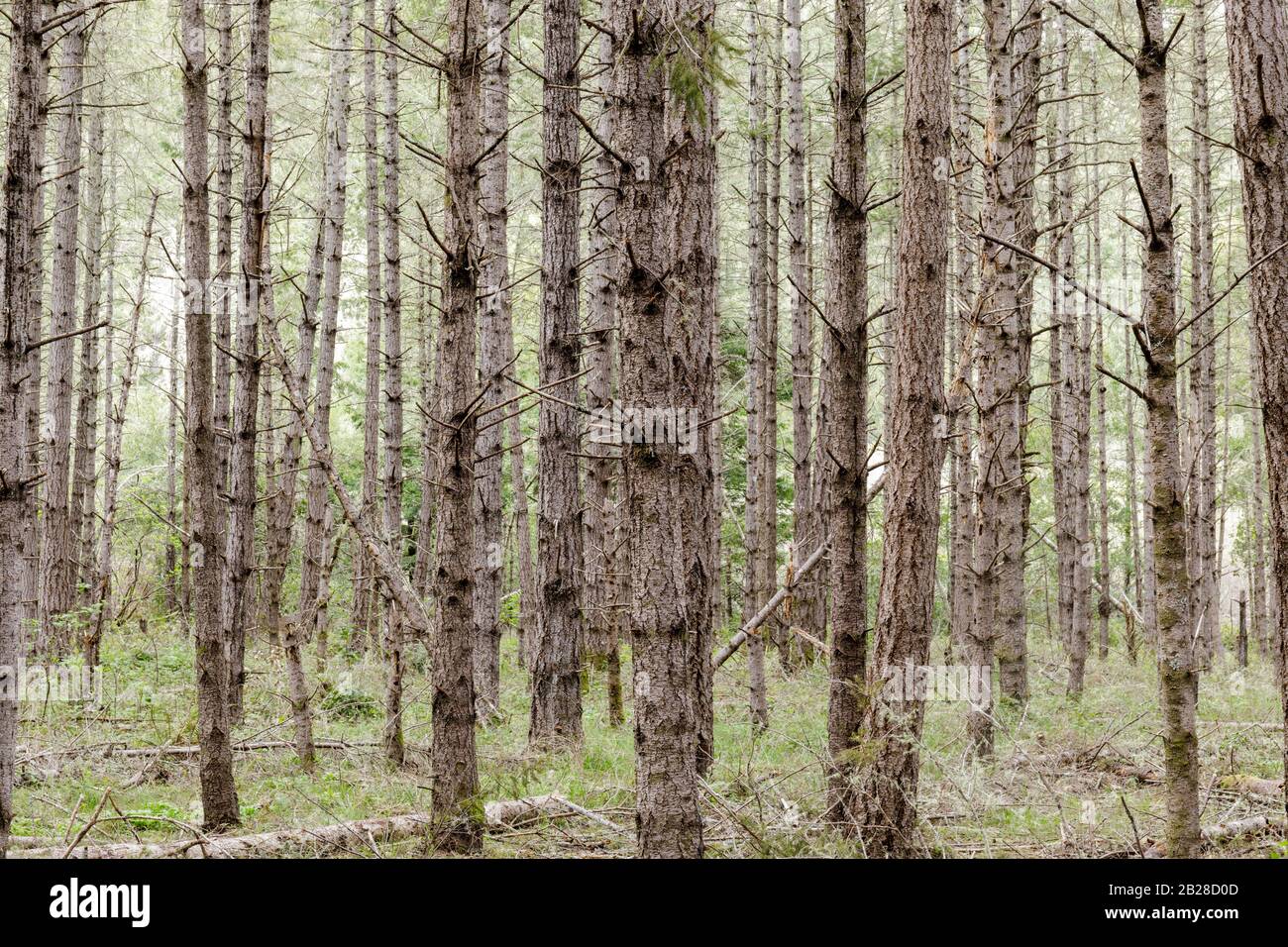 Pine grove -Fotos und -Bildmaterial in hoher Auflösung – Alamy