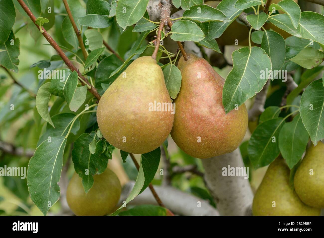 Pyrus communis durondeau -Fotos und -Bildmaterial in hoher Auflösung ...