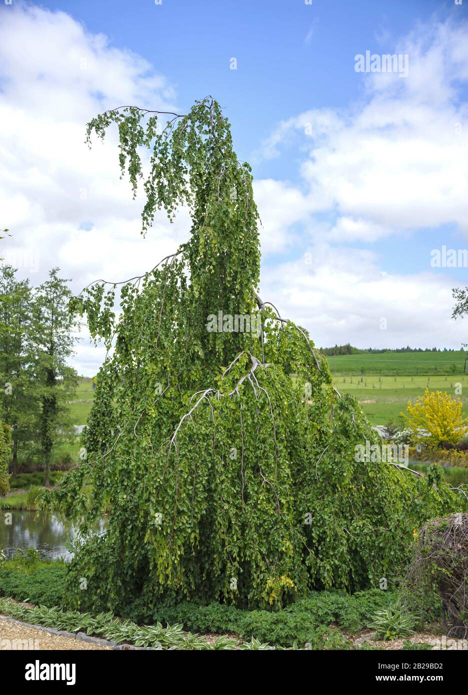 Fagus pendula -Fotos und -Bildmaterial in hoher Auflösung – Alamy
