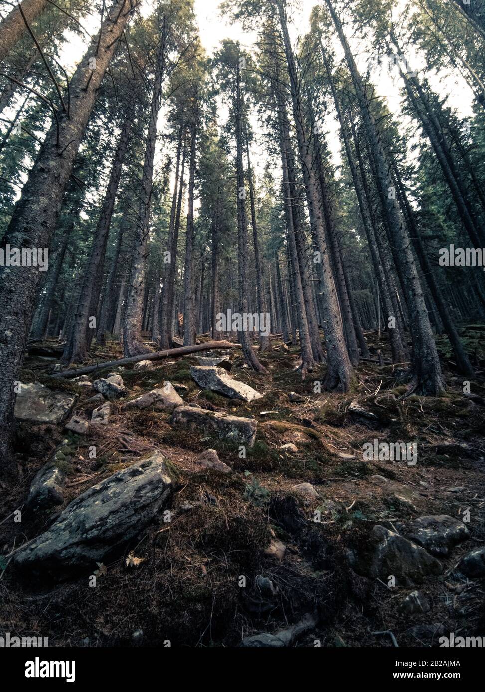 Wald am berg -Fotos und -Bildmaterial in hoher Auflösung – Alamy
