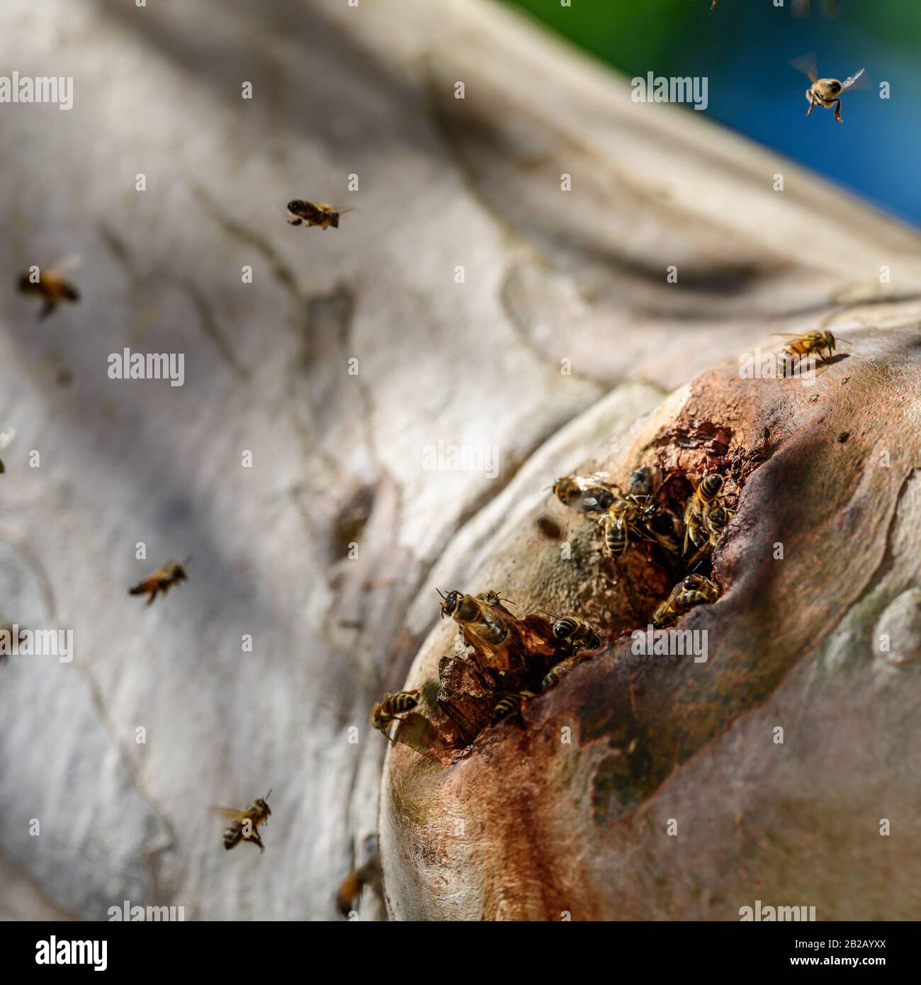 Honigbienennest in einem baum -Fotos und -Bildmaterial in hoher ...