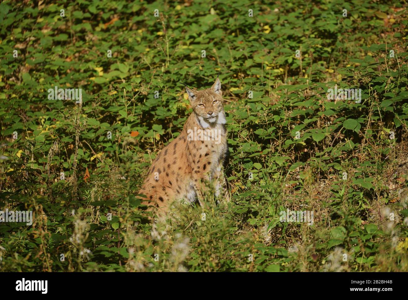 Eurasischer Luchs (Lynx Lynx) in einem Wald, gefangener Bayerischer ...