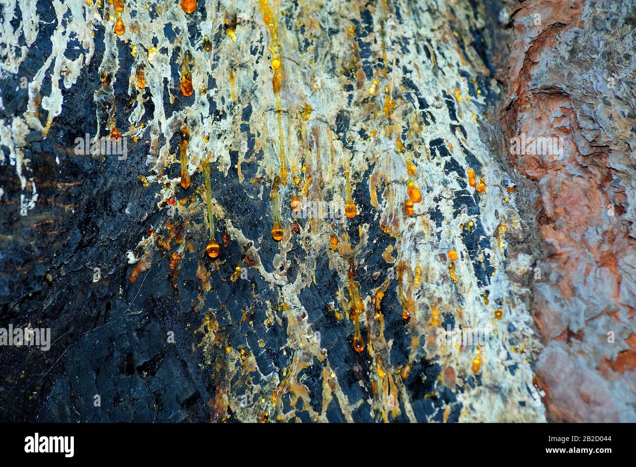 Transparenter baumsaft -Fotos und -Bildmaterial in hoher Auflösung – Alamy