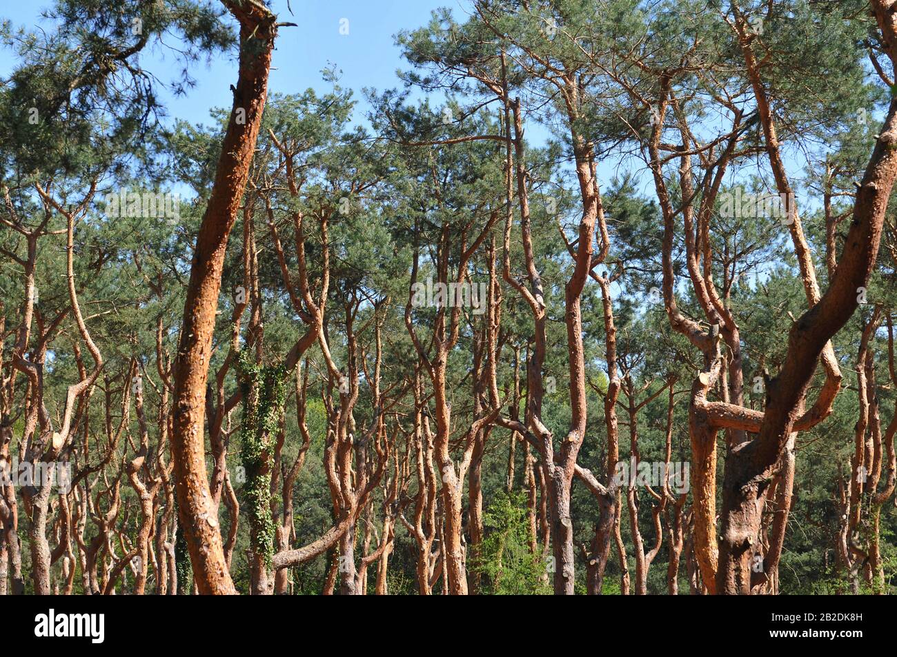 Wald Kiefern Fotos Und Bildmaterial In Hoher Auflösung Alamy