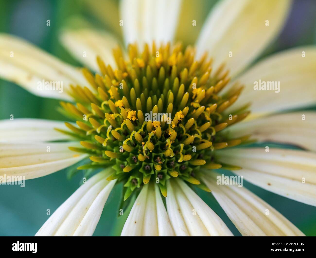Daisy sampson -Fotos und -Bildmaterial in hoher Auflösung – Alamy