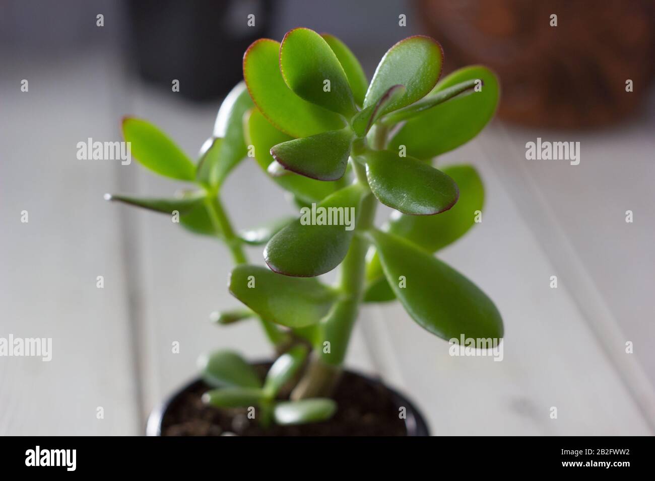 Die saftige Pflanze Crassula ovata, die als Jadepflanze oder ...
