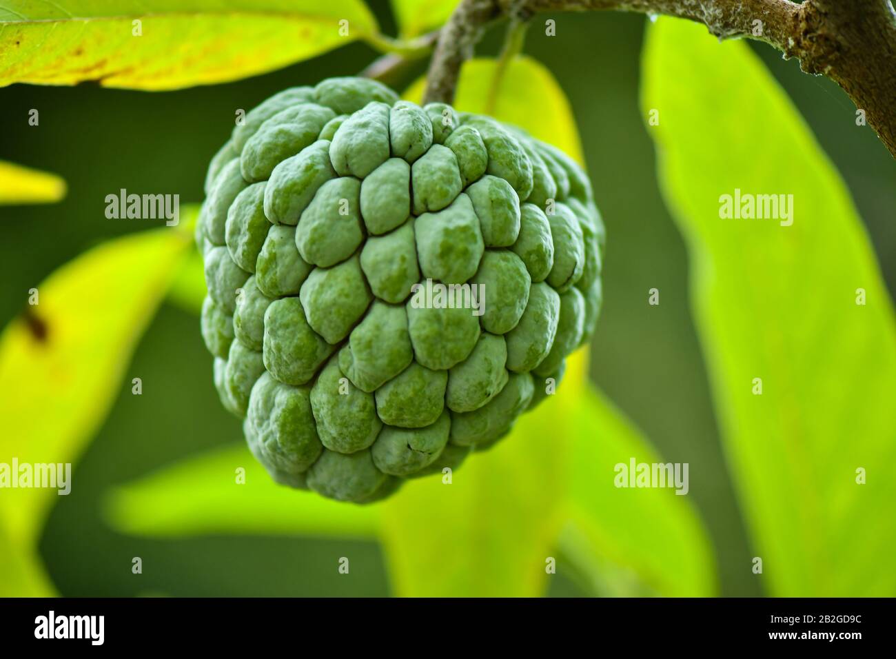 Asiatischer zuckerapfel -Fotos und -Bildmaterial in hoher Auflösung – Alamy