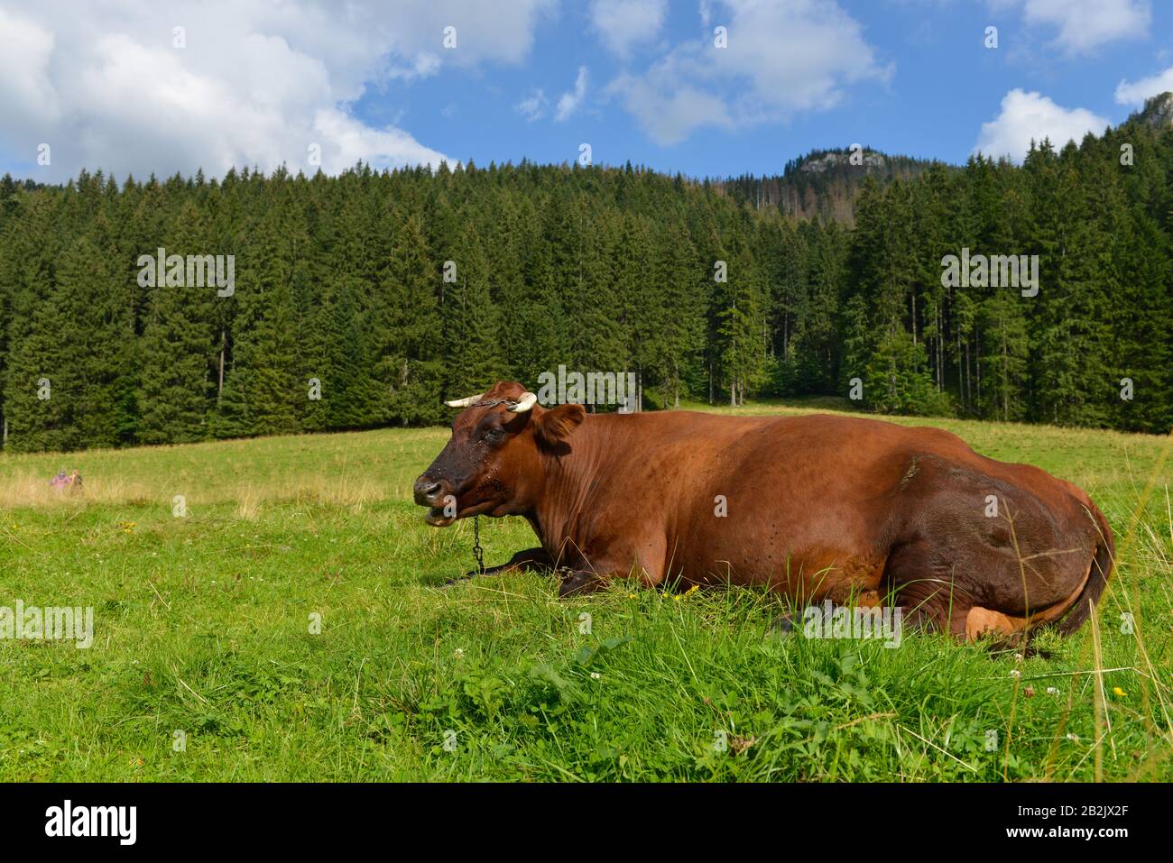 Braun kuh -Fotos und -Bildmaterial in hoher Auflösung – Alamy