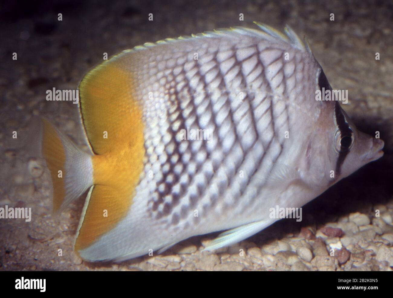 Gelbschwanz falterfisch -Fotos und -Bildmaterial in hoher Auflösung – Alamy