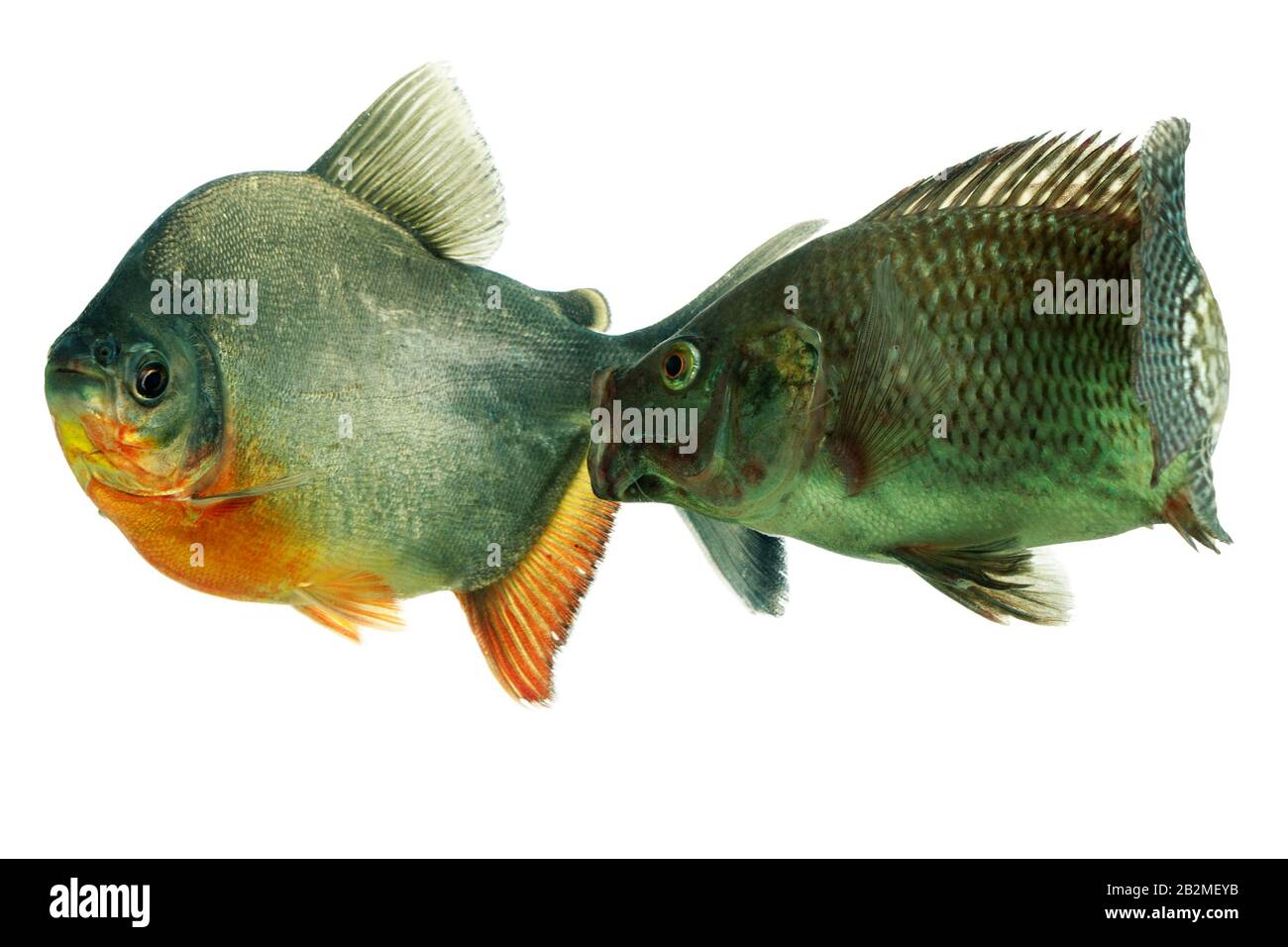 Mosambik Tilapia Jagt EINEN Tambaqui Fish Live Animals Studio Aquarium ...