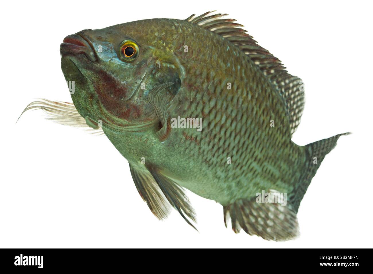 Mozambique tilapia -Fotos und -Bildmaterial in hoher Auflösung – Alamy