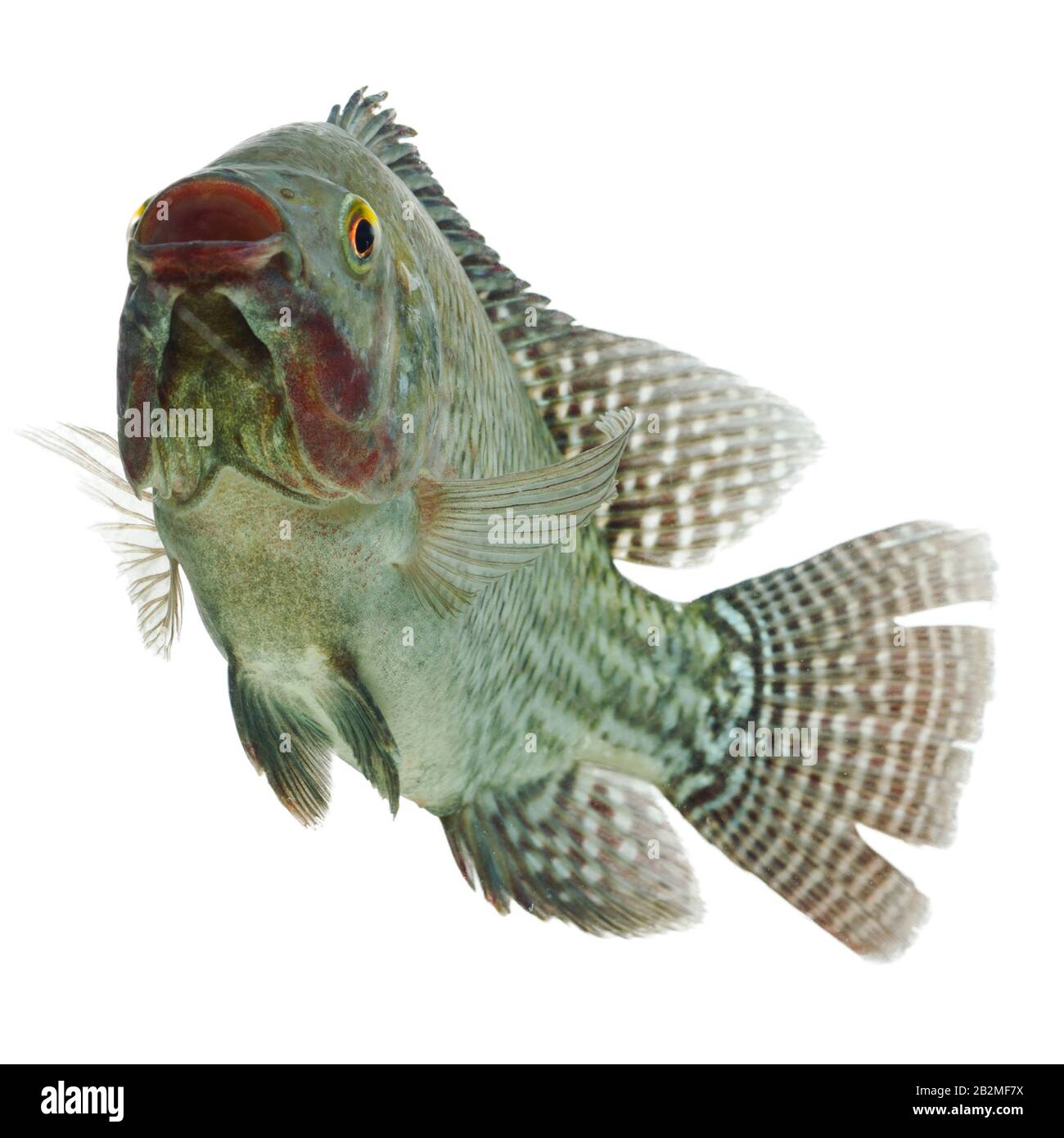 Mosambik tilapia -Fotos und -Bildmaterial in hoher Auflösung – Alamy