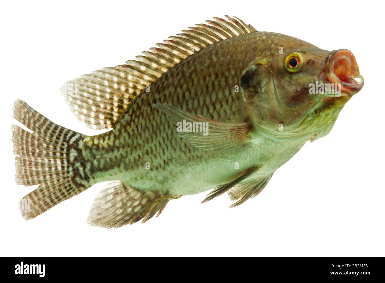 Mosambik tilapia -Fotos und -Bildmaterial in hoher Auflösung – Alamy