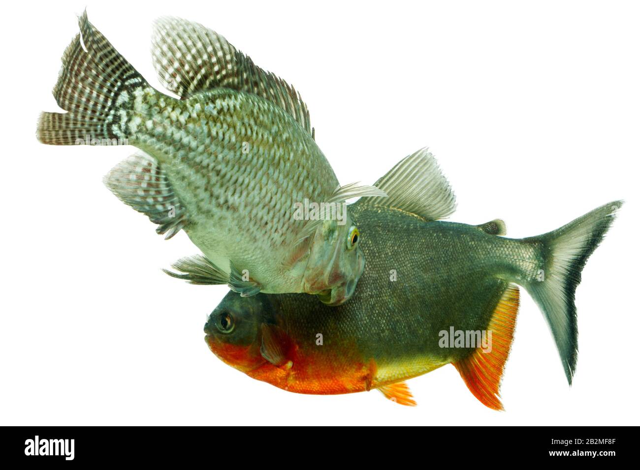 Tilapia lebender fisch -Fotos und -Bildmaterial in hoher Auflösung – Alamy