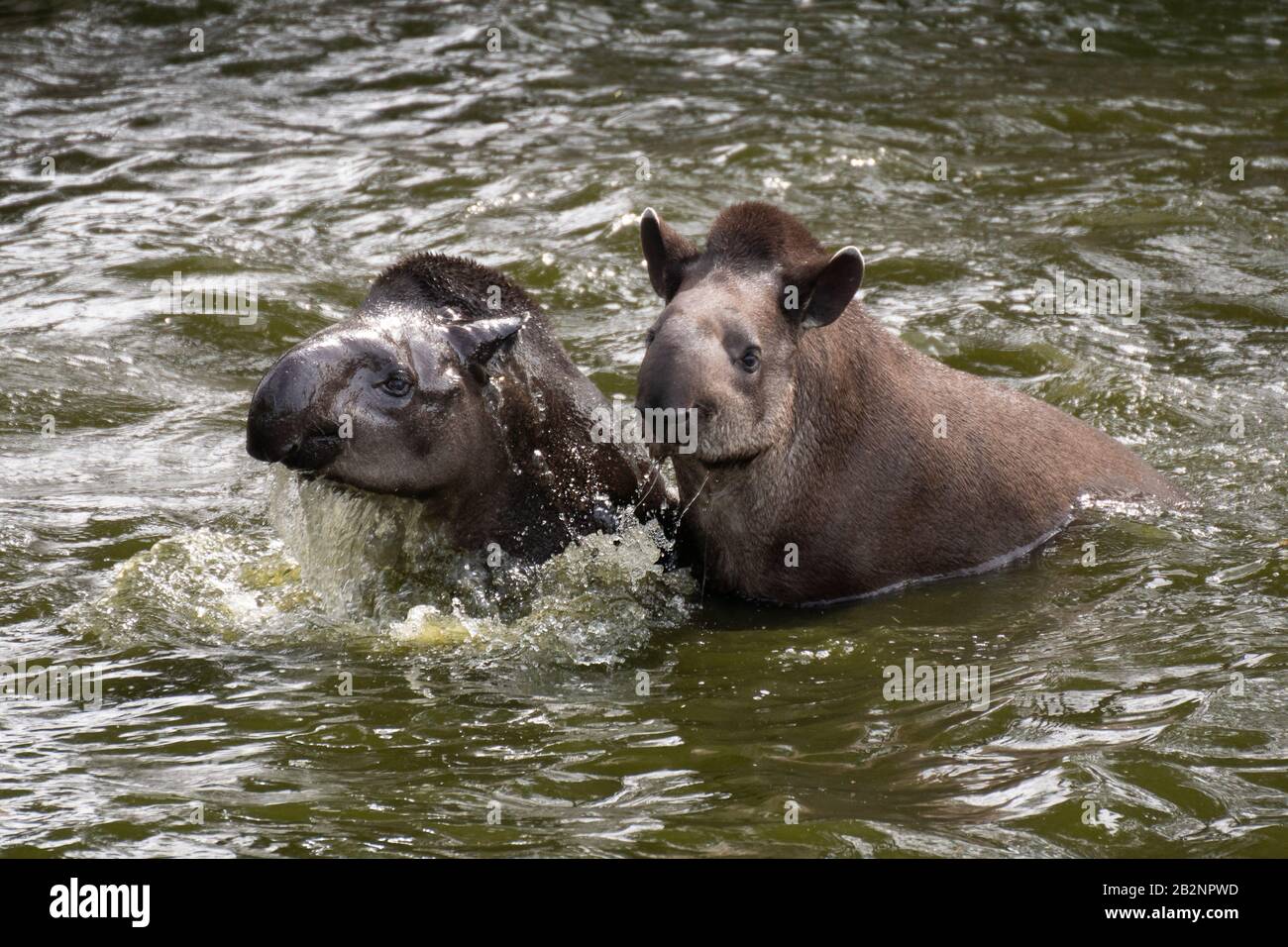 Amazonische tapire -Fotos und -Bildmaterial in hoher Auflösung – Alamy