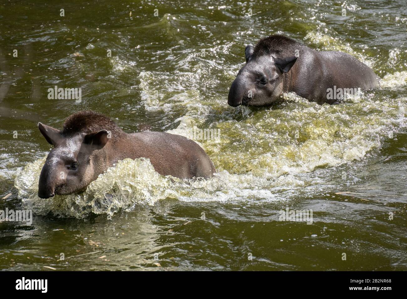 Amazonische Tapire Stockfotos und -bilder Kaufen - Alamy