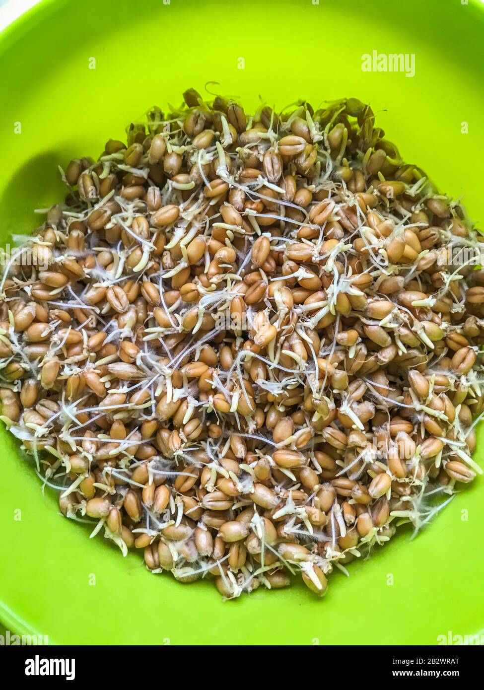 Cereal root germinate agriculture -Fotos und -Bildmaterial in hoher ...