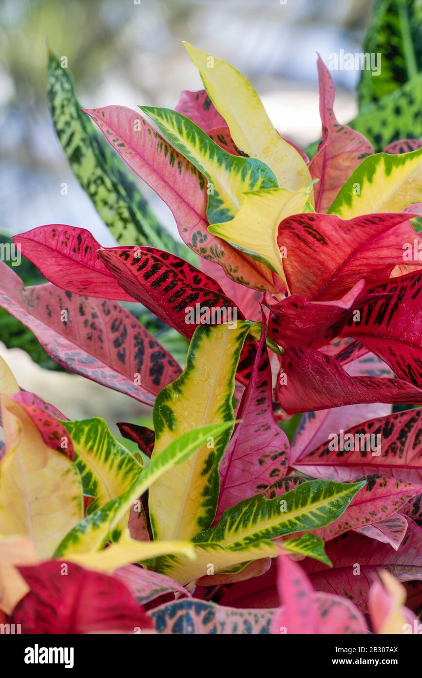 Codiaeum variegatum pictum nervia -Fotos und -Bildmaterial in hoher ...