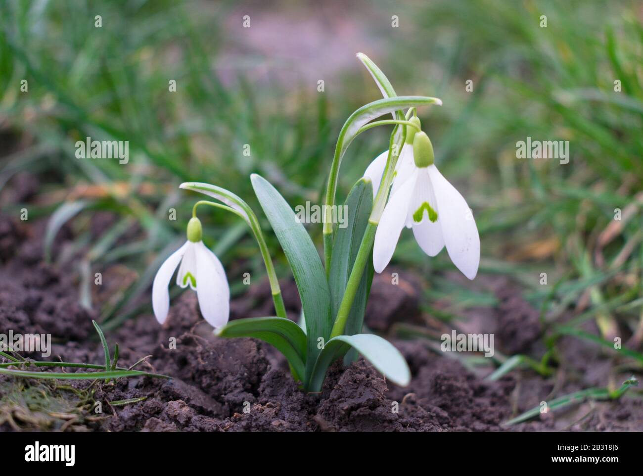 Snowdrop in forest -Fotos und -Bildmaterial in hoher Auflösung – Alamy