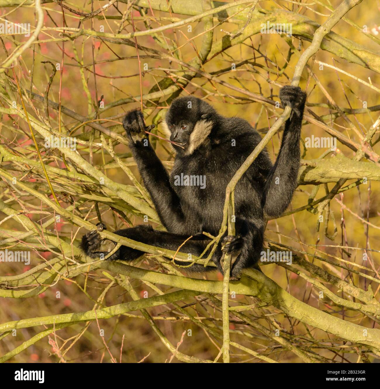 Schwarzer gibbon -Fotos und -Bildmaterial in hoher Auflösung – Alamy