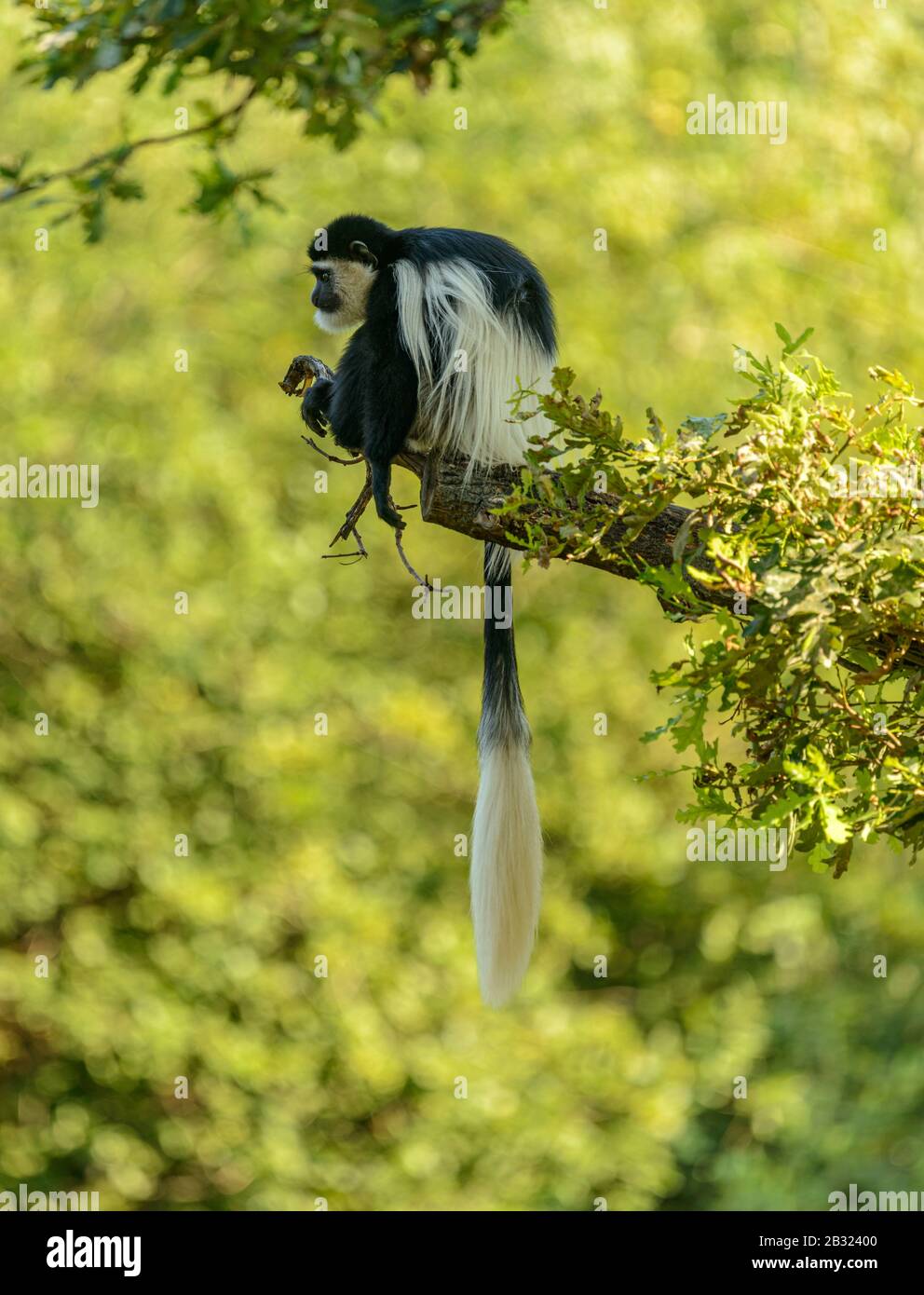 Östlicher schwarzer und weißer Kolobus-Affe auf Ast mit langem Schwanz ...