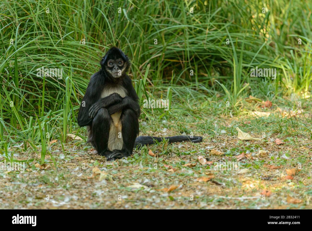 Spinne schwingt -Fotos und -Bildmaterial in hoher Auflösung – Alamy