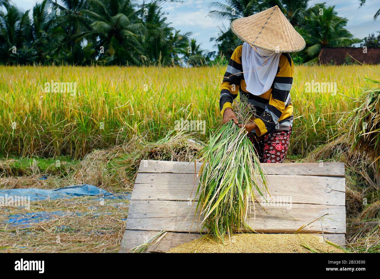 Bauer Arbeiter Reis Stockfotos und -bilder Kaufen - Alamy